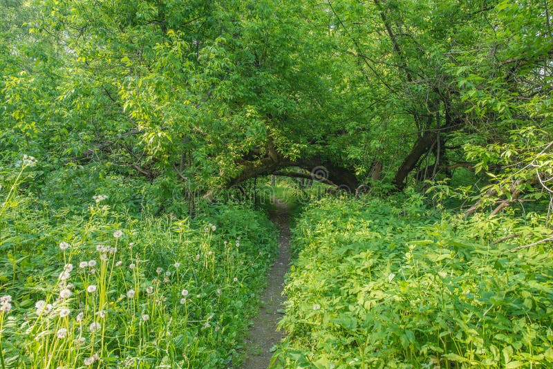 Narrow path in the forest stock image. Image of trees - 186432737