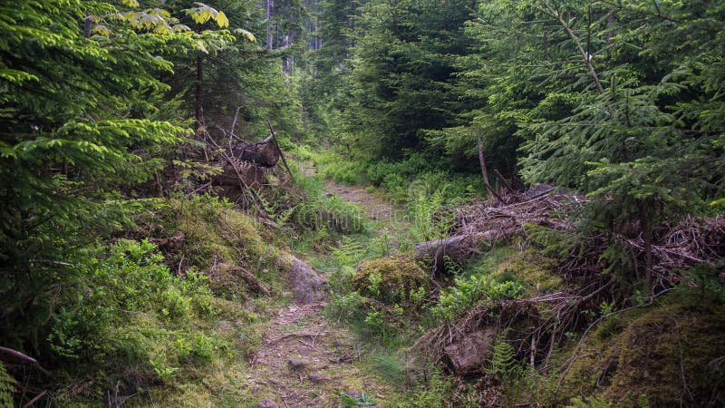 Narrow Path through Forest Valley Stock Photo - Image of destination ...