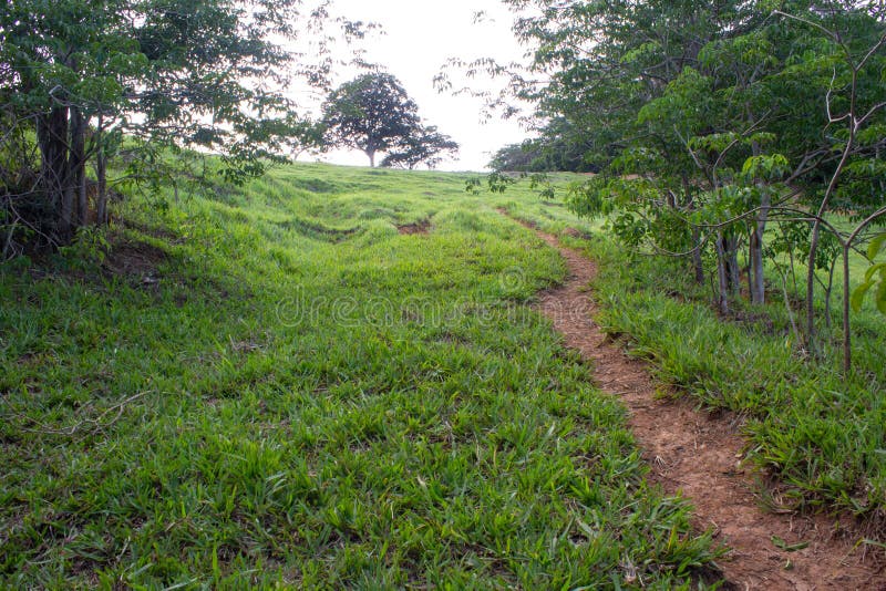 Narrow Path in the Grass Going Up the Hill, Rounded by Small Trees ...