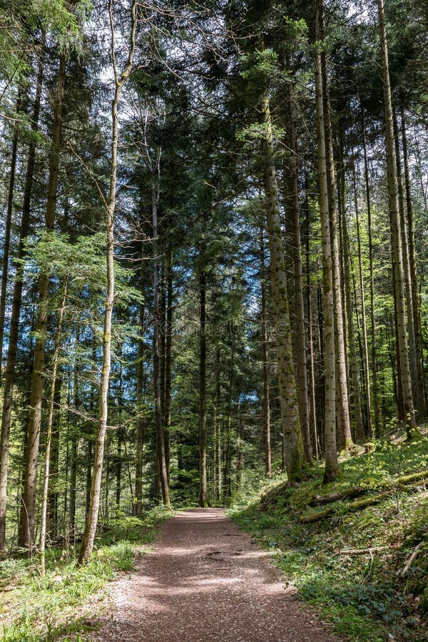 Narrow Path through the Green and Dark Forest Stock Image - Image of ...