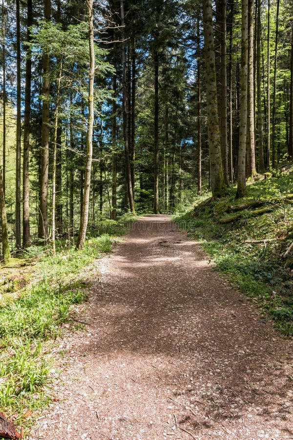 Narrow Path through the Green and Dark Forest Stock Photo - Image of ...
