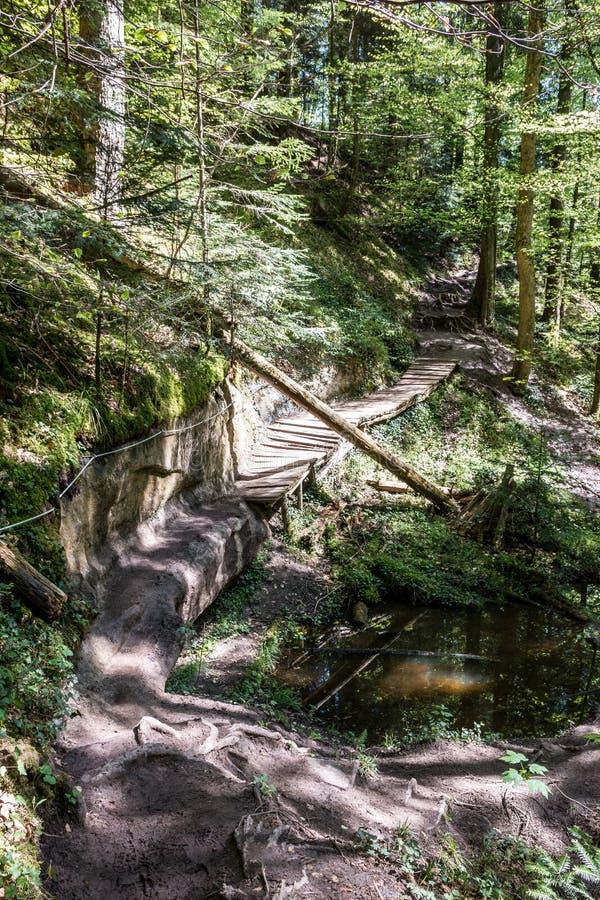 Narrow Path through the Green and Dark Forest Stock Photo - Image of ...
