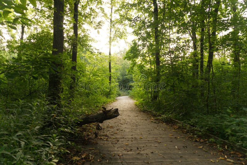 Narrow Path through a Green Forest Stock Image - Image of summer ...