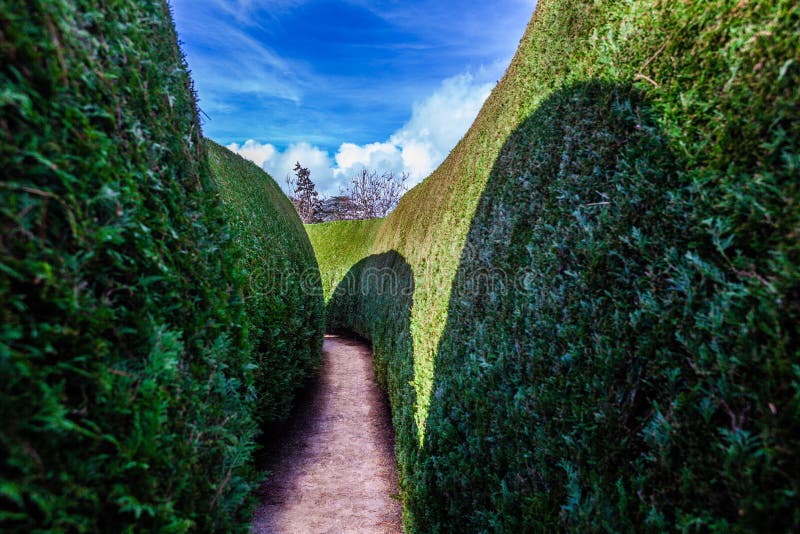 Narrow Path in a Green Maze. Stock Image - Image of gardening, plant ...