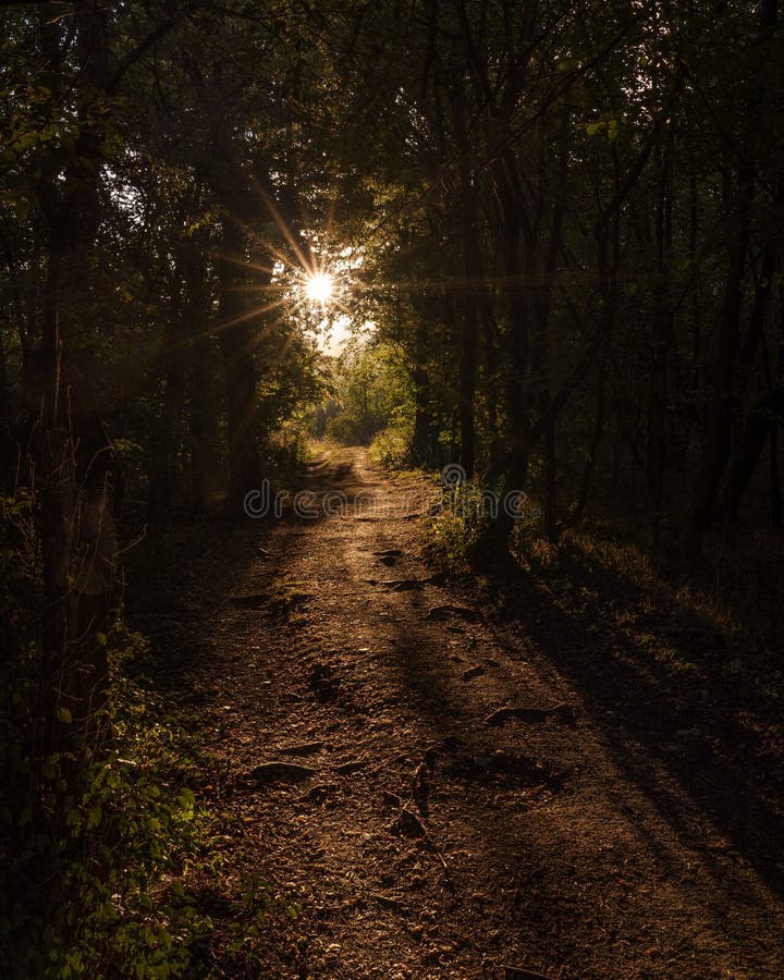Narrow Path between the Green Trees in the Forest with the Bright Sun ...