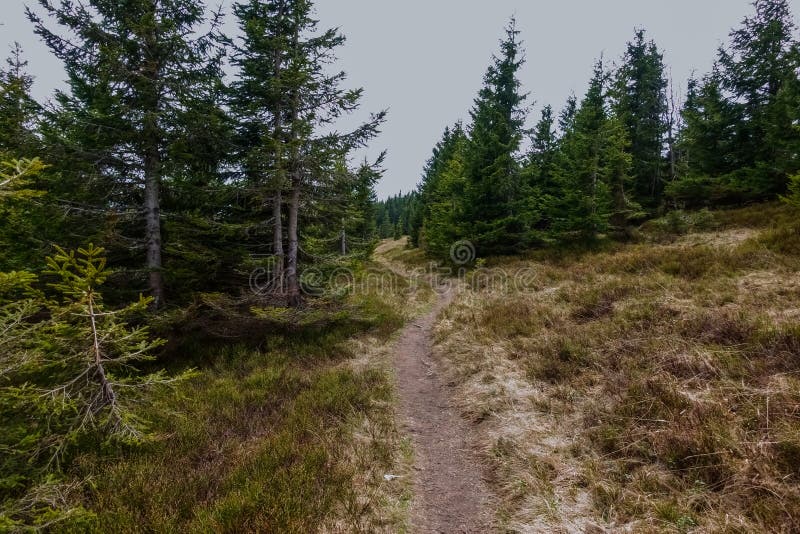 Narrow Path while Hiking in the Mountains Stock Photo - Image of hike ...