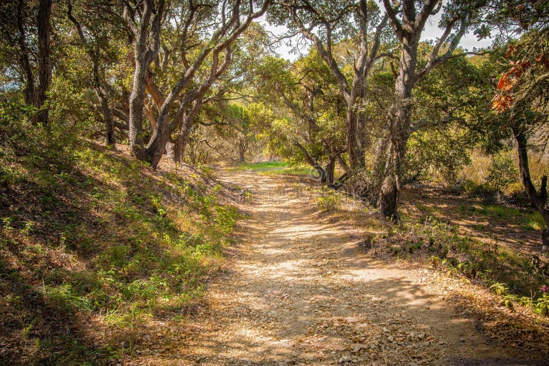 Narrow Path Leading To a Beautiful Deciduous Forest Stock Image - Image ...