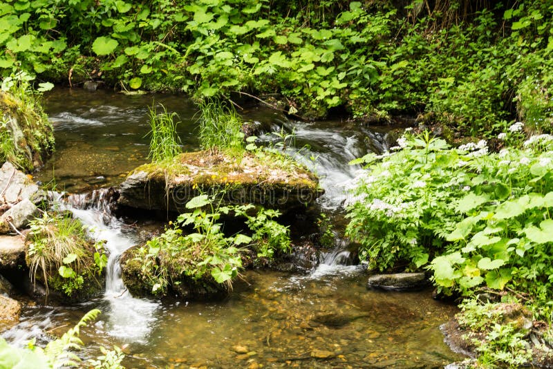 Narrow Path Lit by Soft Spring Sunlight. Forest Spring Nature Stock ...