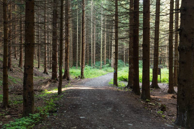 Narrow Path Lit by Soft Spring Sunlight. Forest Spring Nature Stock ...