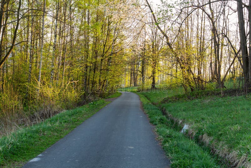Narrow Path Lit by Soft Spring Sunlight. Forest Spring Nature Stock ...
