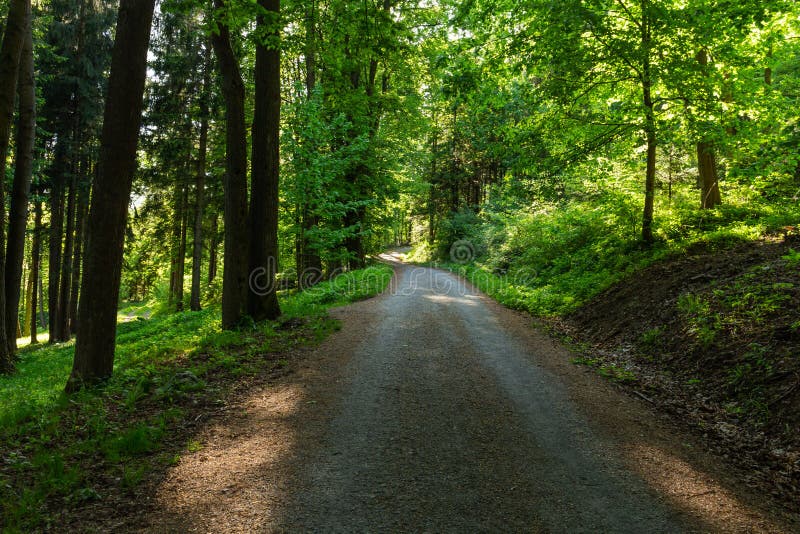 Narrow Path Lit by Soft Spring Sunlight. Forest Spring Nature Stock ...