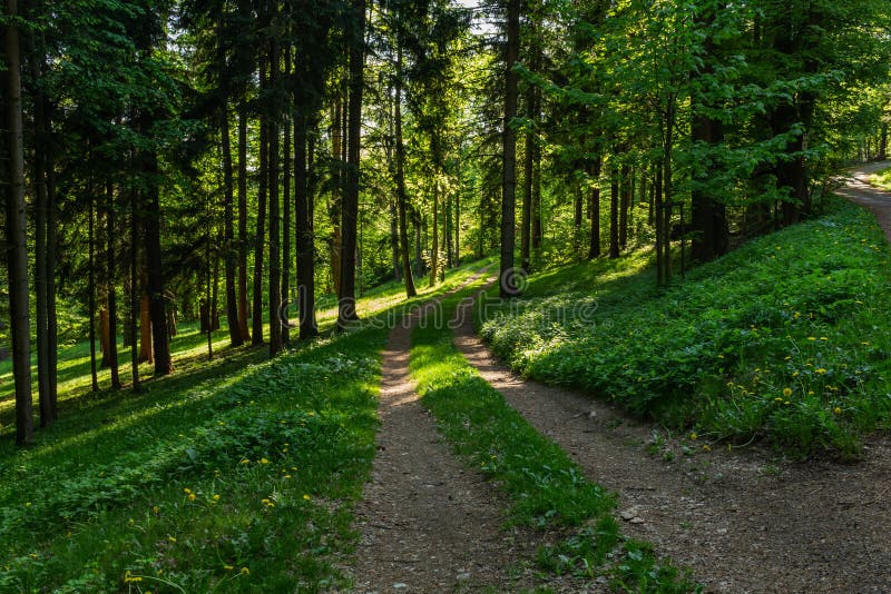 Narrow Path Lit by Soft Spring Sunlight. Forest Spring Nature Stock ...