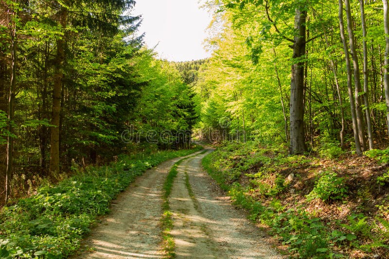 Narrow Path Lit by Soft Spring Sunlight. Forest Spring Nature Stock ...