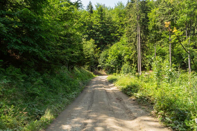 Narrow Path Lit by Soft Spring Sunlight. Forest Spring Nature Stock ...