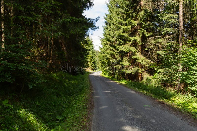 Narrow Path Lit by Soft Spring Sunlight. Forest Spring Nature Stock ...