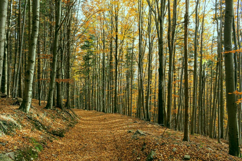 Narrow Path Lit by Soft Spring Sunlight. Forest Spring Nature Stock ...