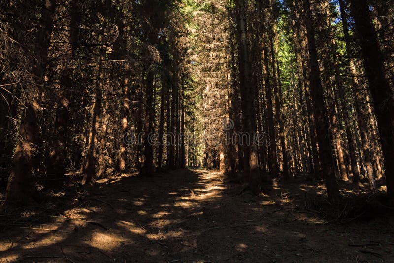 Narrow Path Lit by Soft Spring Sunlight. Forest Spring Nature Stock ...