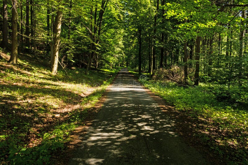 Narrow Path Lit by Soft Spring Sunlight. Forest Spring Nature Stock ...