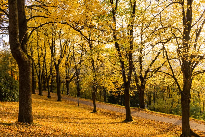 Narrow Path Lit by Soft Spring Sunlight. Forest Spring Nature Stock ...