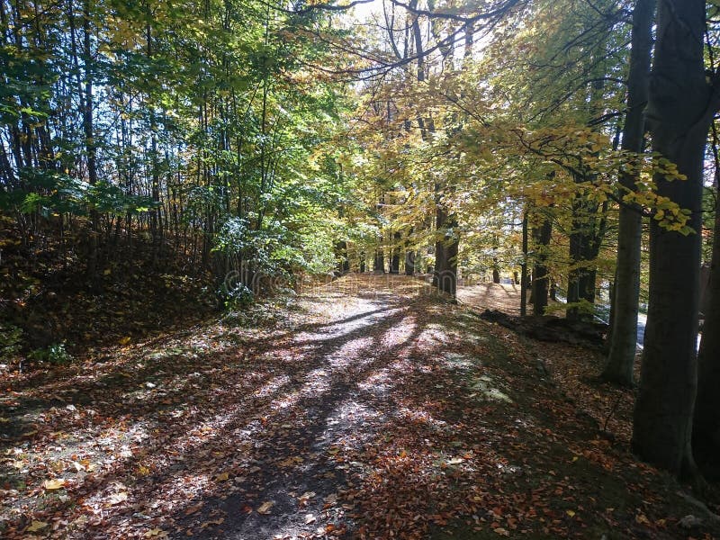 Narrow Path Lit by Soft Spring Sunlight. Forest Spring Nature Stock ...