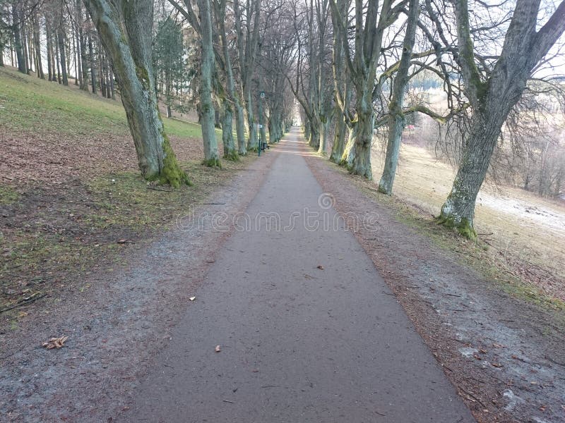 Narrow Path Lit by Soft Spring Sunlight. Forest Spring Nature Stock ...