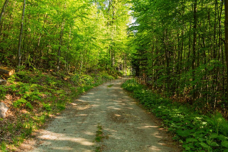 Narrow Path Lit by Soft Spring Sunlight. Forest Spring Nature Stock ...