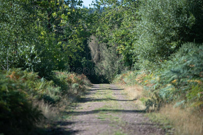 Narrow Path through Lush Greenery in the Countryside Stock Image ...