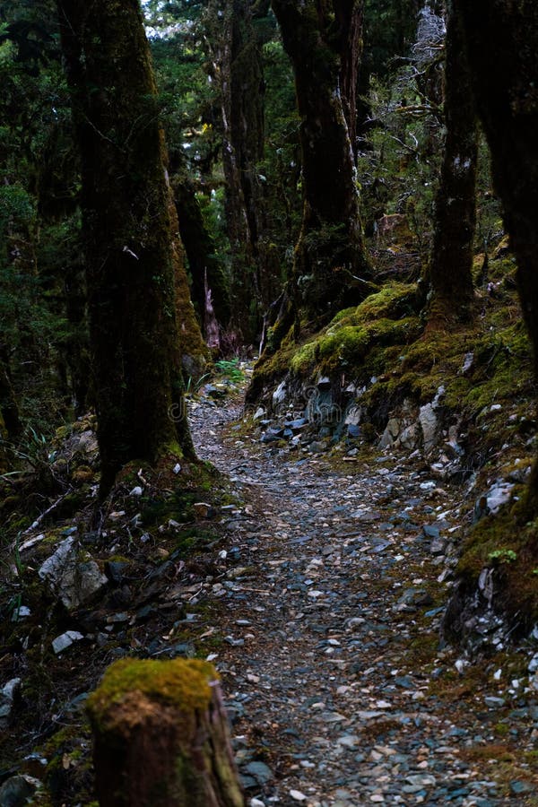 Narrow Path through the Native Stock Image - Image of shadows, nature ...