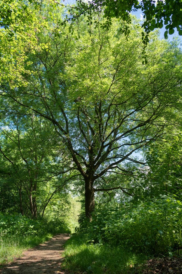 Narrow Path Next To a Tree on the Edge of the Floodplain Forest Stock ...