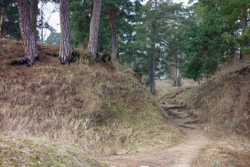 Narrow Path in the Old Forest Stock Photo - Image of grass, green: 89713420