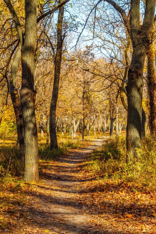 Narrow Path in a Park in Autumn between Trees without Leaves Stock ...