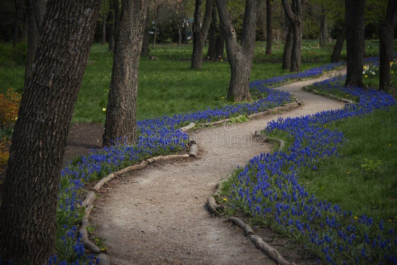 Path in the Park with Beautiful Blue Wildflowers and Big Trees Stock ...