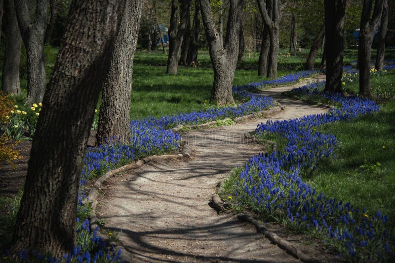 Path in the Park with Beautiful Blue Wildflowers and Big Trees Stock ...