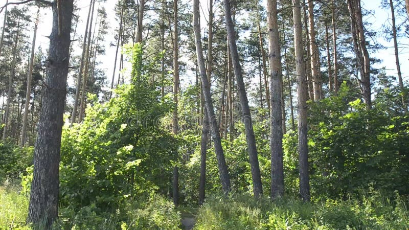 A Narrow Path in a Pine Forest, Lost among Dense Undergrowth and ...