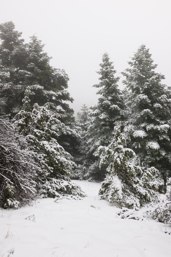Narrow Path in Pine Forest Under Snow Stock Image - Image of january ...