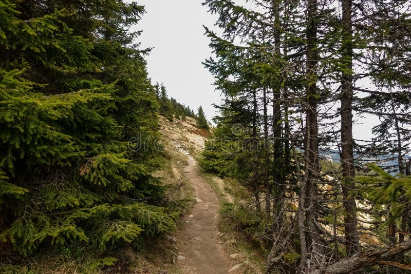 Narrow Path through Pine Trees in the Mountains Stock Image - Image of ...