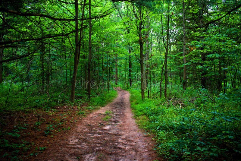 Narrow Path Running through a Dense Forest, with Lush Green Trees ...