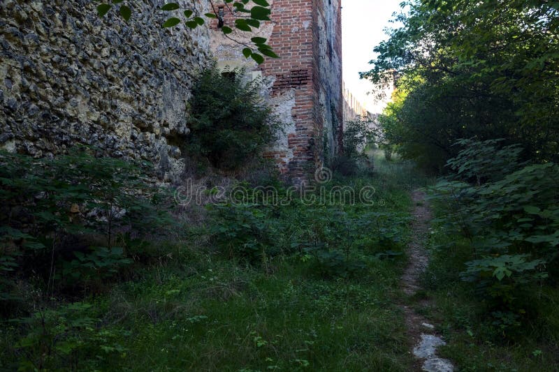 Narrow Path in the Shade between Trees and Bushes Stock Image - Image ...