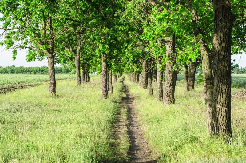 A Path in a Small Oak Grove. Path Leading into the Distance Stock Photo ...