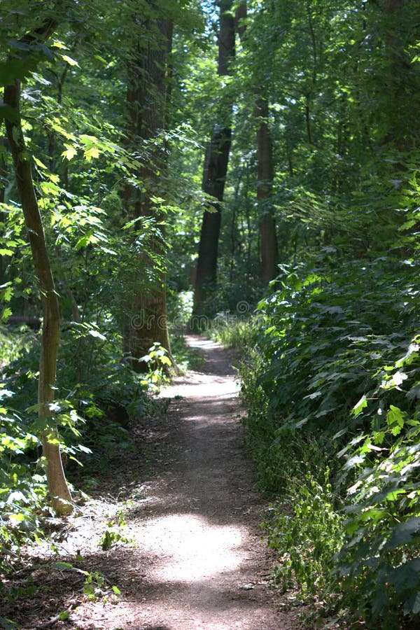 Narrow Path Snaking Its Way through a Forest with Sunlight Shining ...
