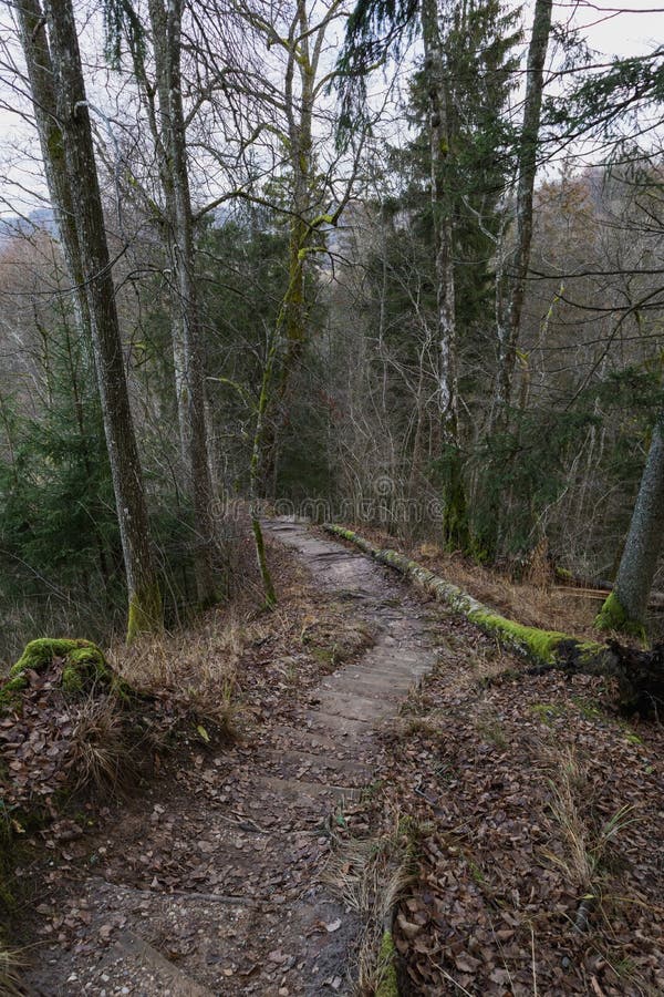 Narrow Path with Stairs in the Forest. Walks in the Fresh Air ...