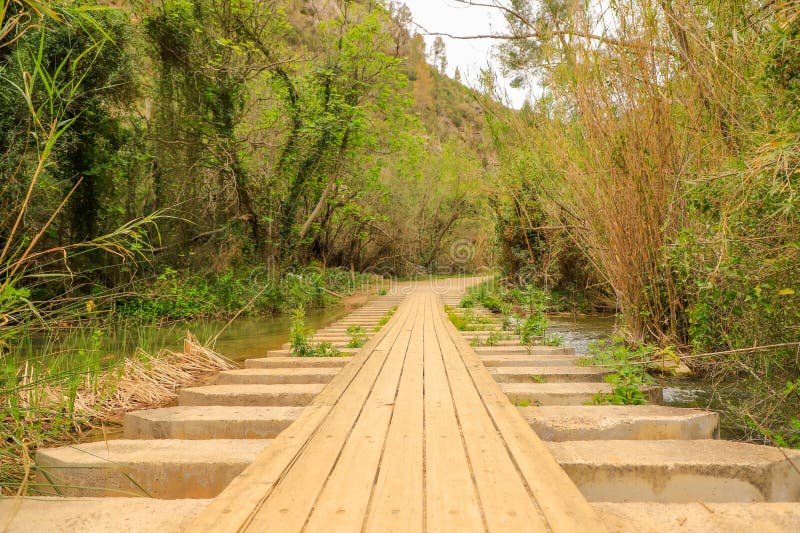 Narrow Path Surrounded by Lush Green Trees in a Forest Stock Image ...