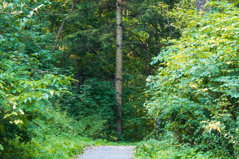 Narrow Path in Thick Deciduous Forest. Beautiful Nature Stock Image ...