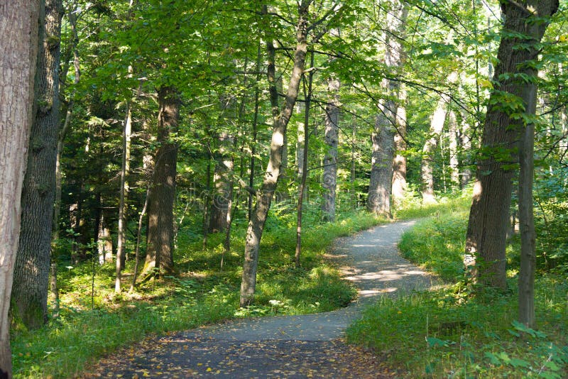 66,877 Thick Forest Stock Photos - Free & Royalty-Free Stock Photos ...