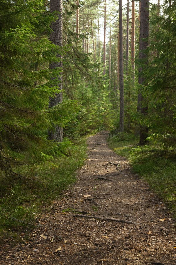 Narrow Path Throw Evergreen Pine Forest. Ecological Route Stock Image ...