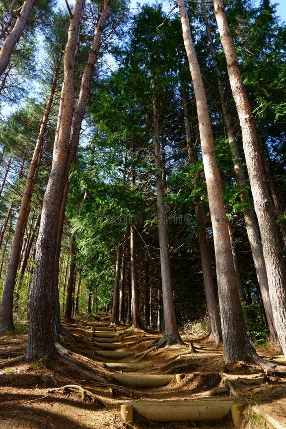 Narrow Path in between Trees in the Forest Stock Photo - Image of path ...