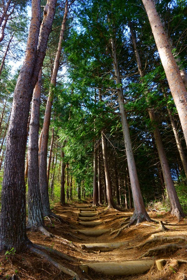 Narrow Path in between Trees in the Forest Stock Photo - Image of ...
