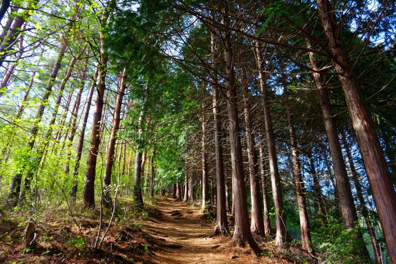 Narrow Path in between Trees in the Forest Stock Image - Image of ...