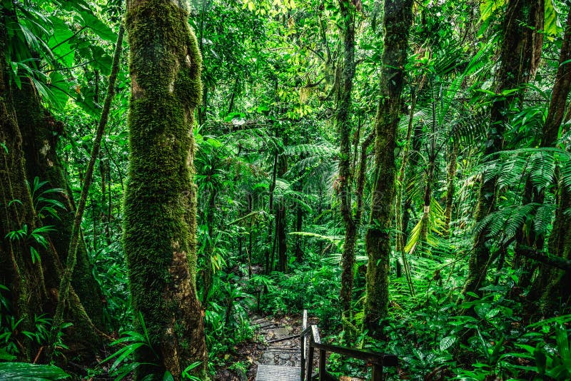 Narrow Path in a Tropical Jungle Stock Photo - Image of weather, palm ...