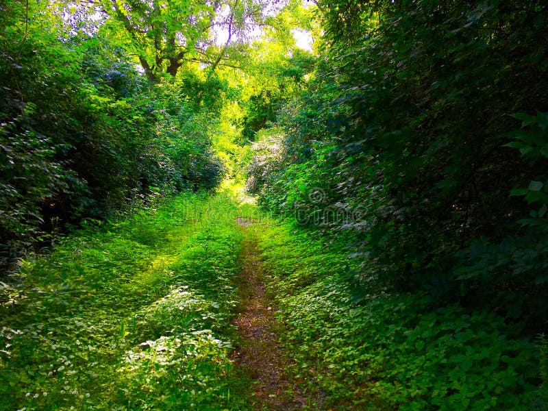 Narrow Path stock photo. Image of dense, leaves, vegetation - 75163040